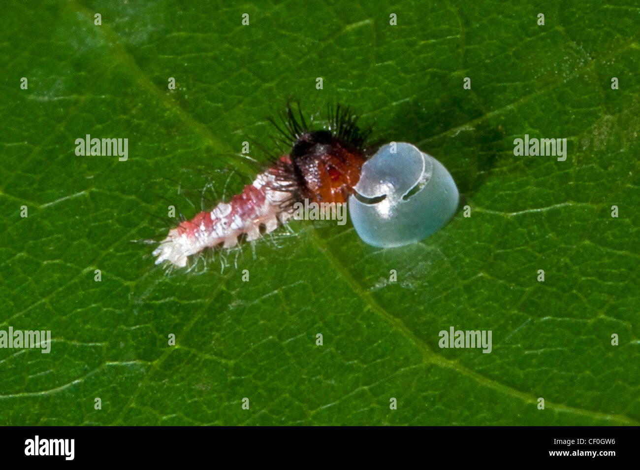 Blue Morpho Caterpillar High Resolution Stock Photography and Images ...