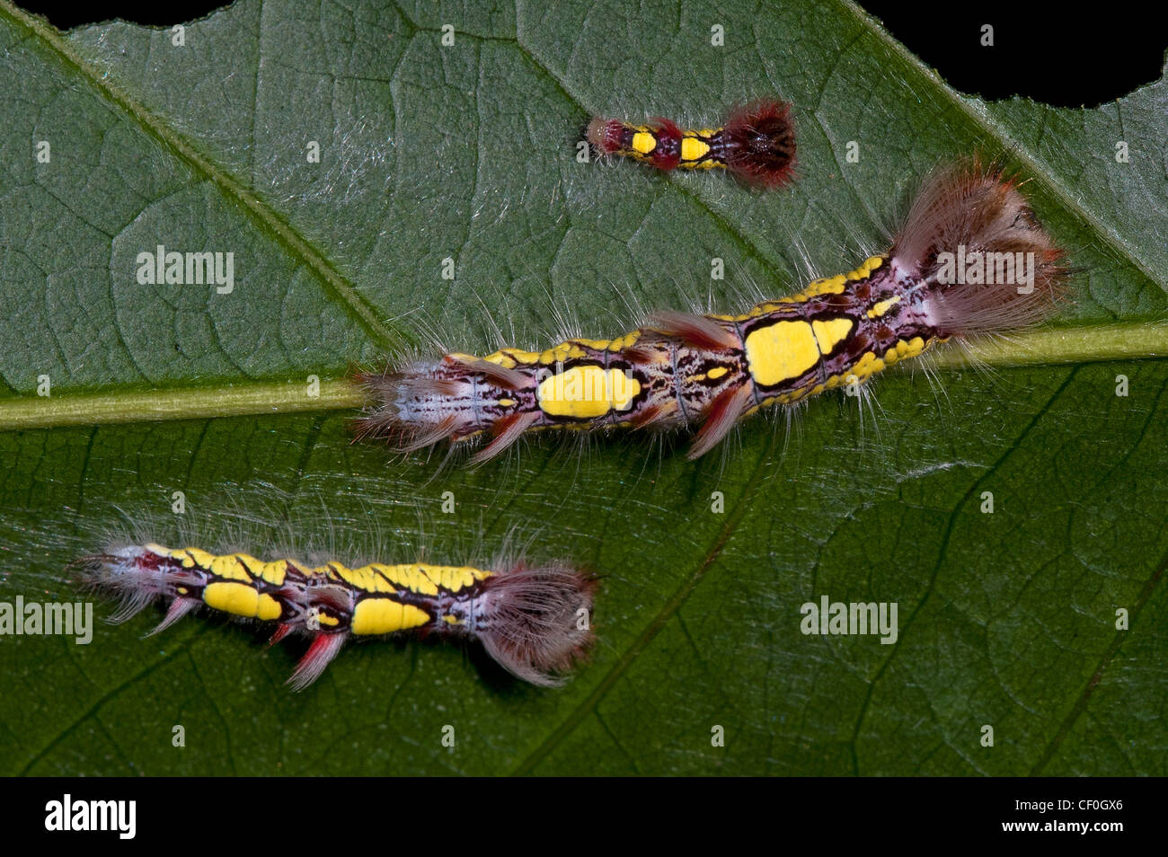 Blue morpho caterpillar hi-res stock photography and images - Alamy