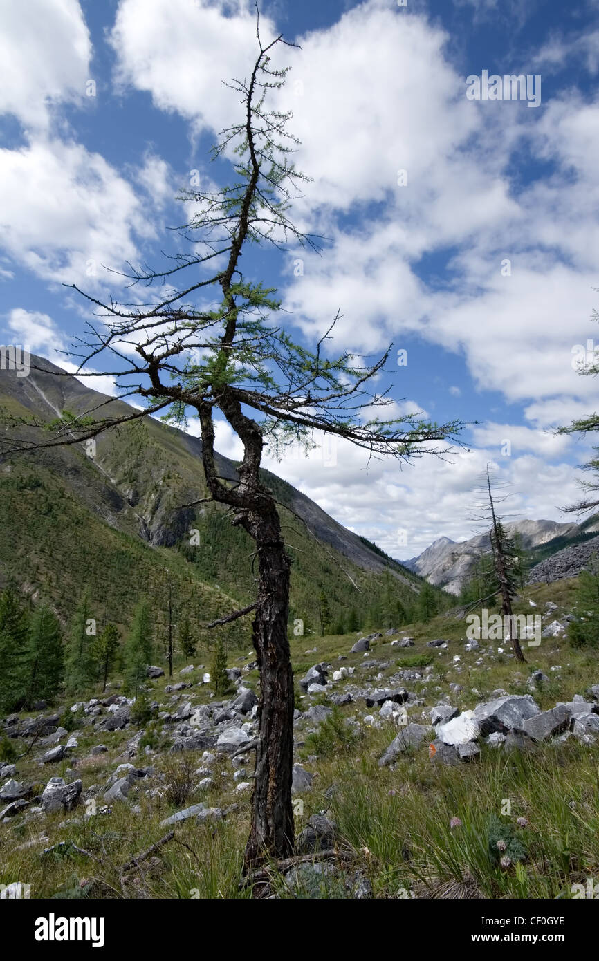 Lonely larch in mountain valley. East Sayan mountains. Tunkinskie ...