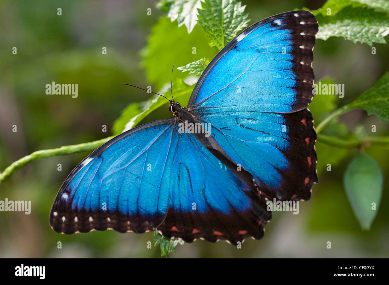 Blue morpho morpho peleides flying hi-res stock photography and images ...
