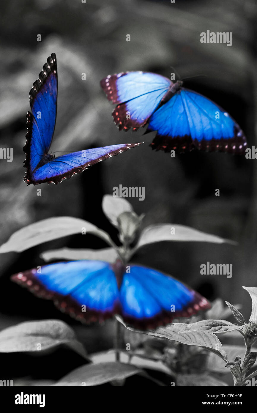 A black and white image of Blue Morphos flying Stock Photo - Alamy