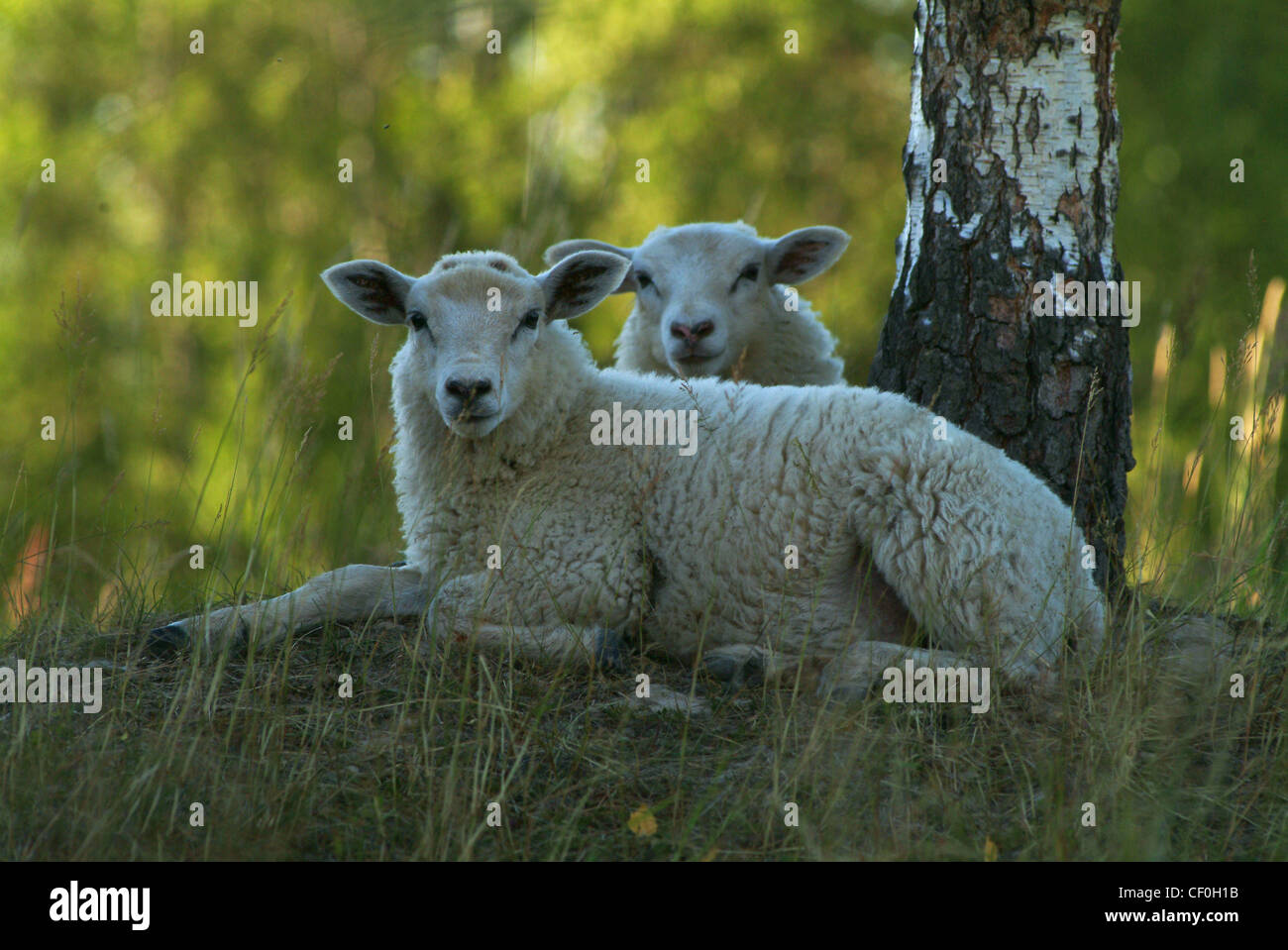 Two lambs resting Stock Photo - Alamy