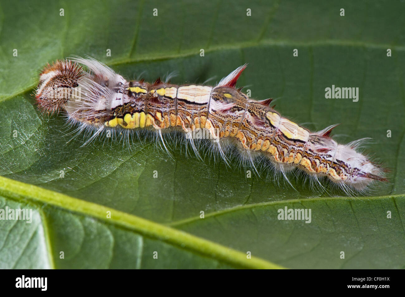 Blue morpho caterpillar hi-res stock photography and images - Alamy