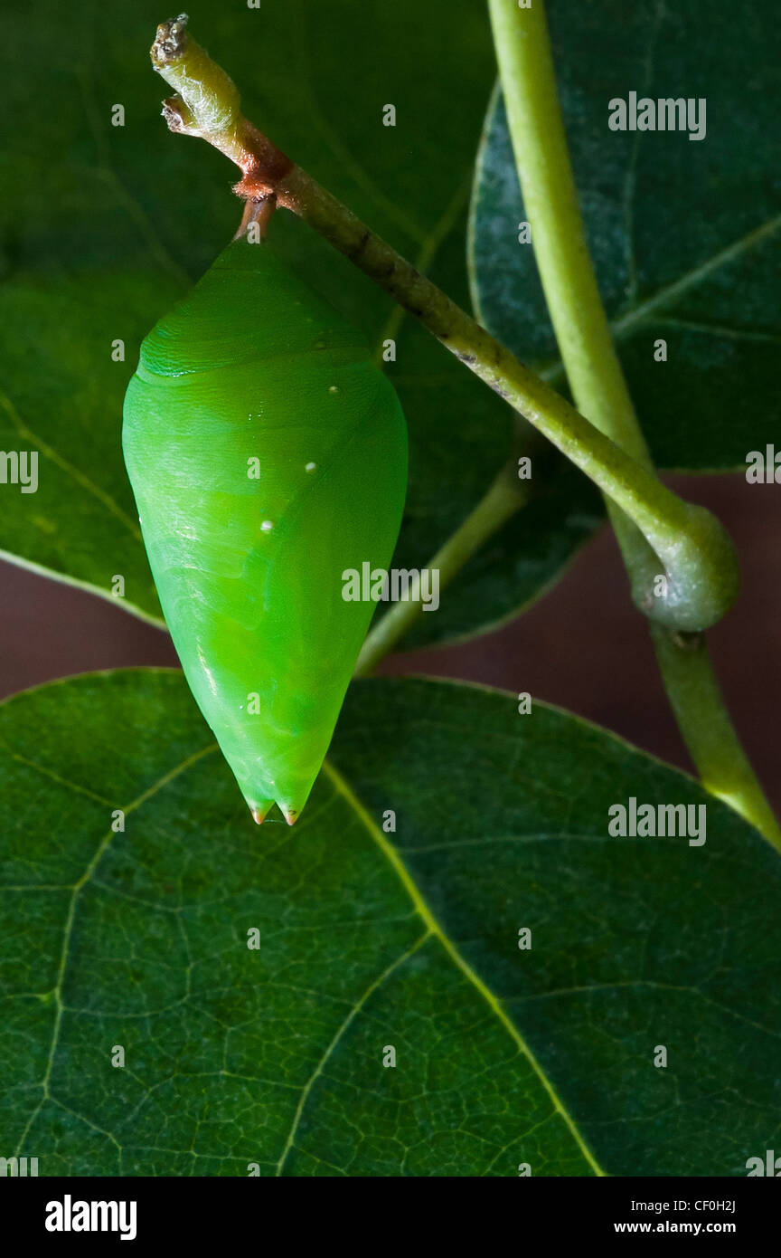 Blue morpho chrysalis hi-res stock photography and images - Alamy