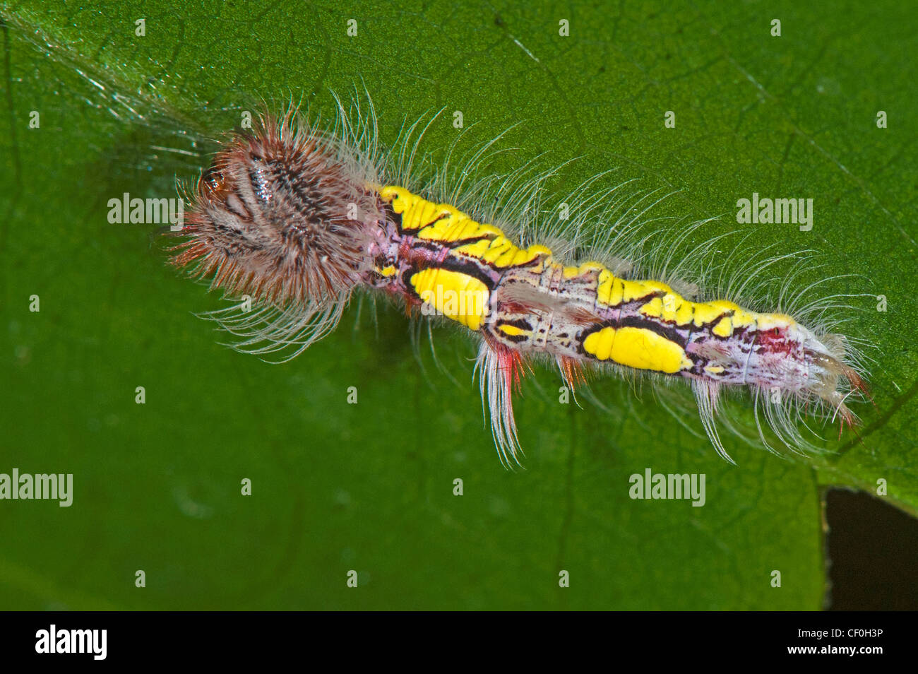 A larva of the Blue Morpho butterfly Stock Photo - Alamy
