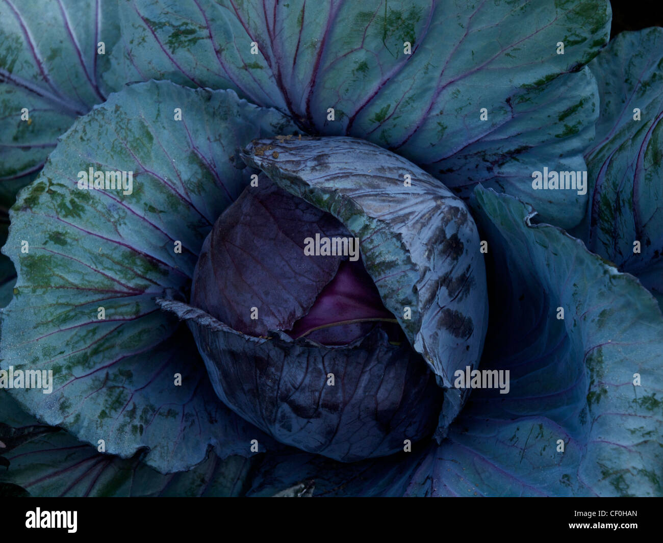 Cabbage January King Stock Photo - Alamy