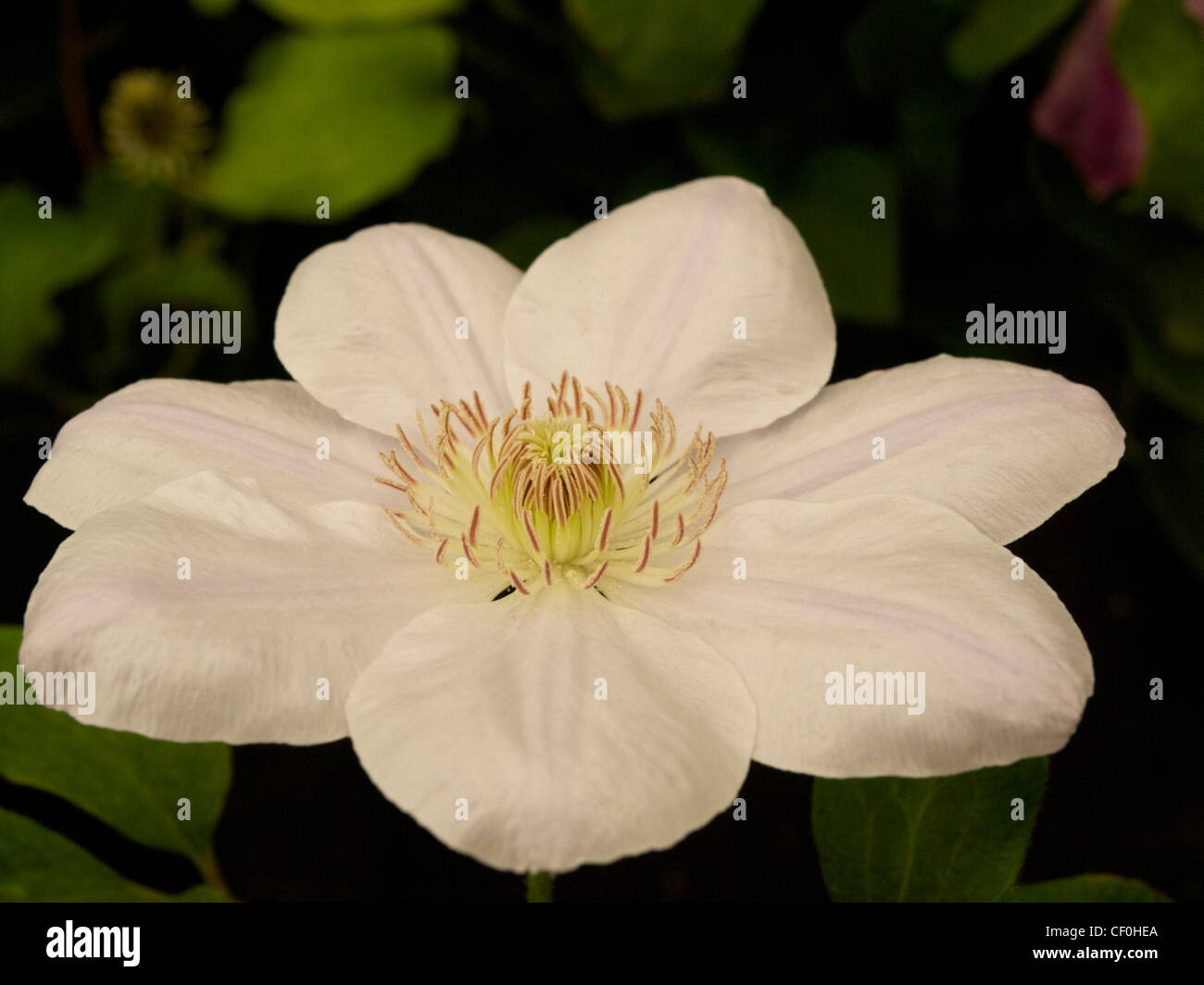 Cream chantilly hi-res stock photography and images - Alamy