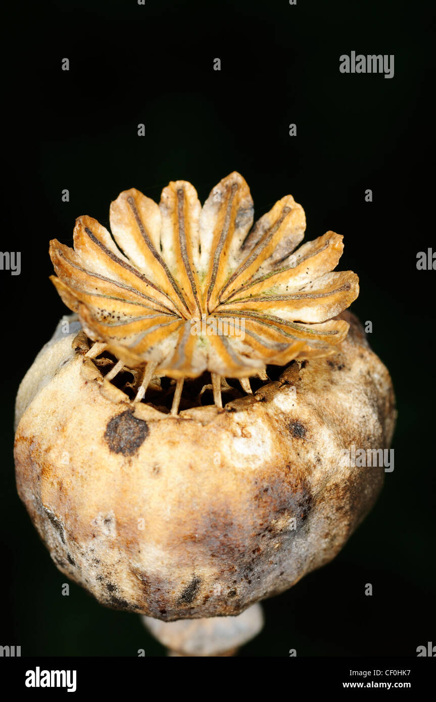 Dead poppy head hi-res stock photography and images - Alamy