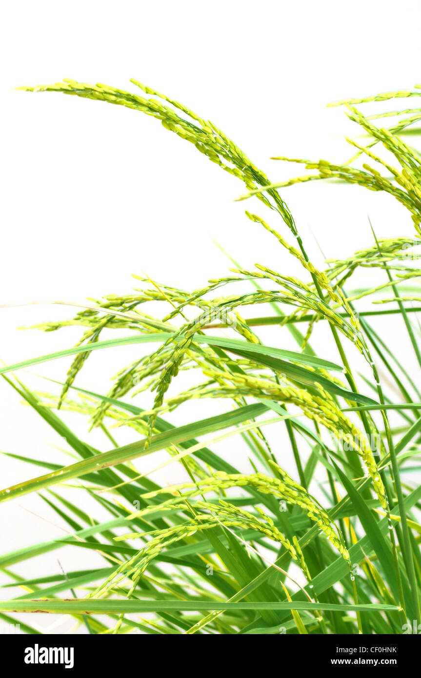 Paddy rice on white background Stock Photo - Alamy