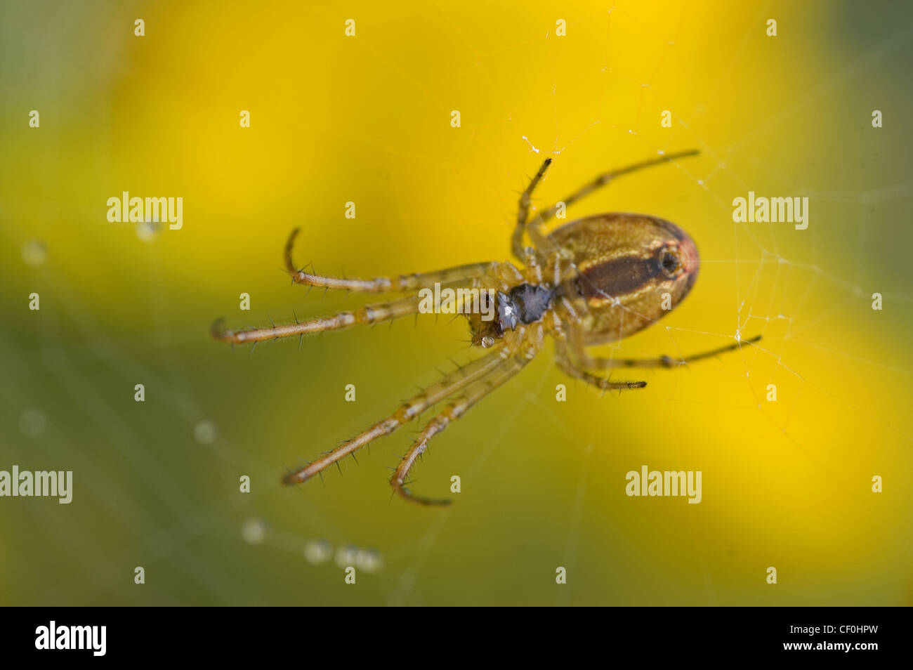 A Common Orb weaver spider Stock Photo - Alamy