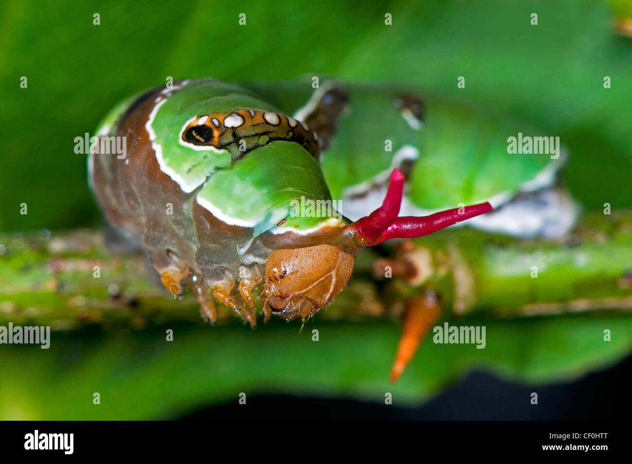 A larva of the Common Mormon butterfly Stock Photo - Alamy