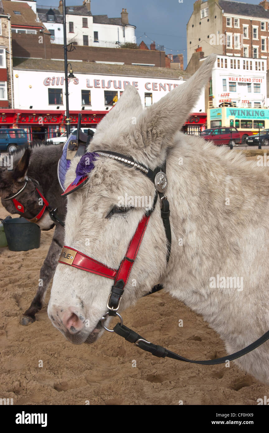 Donkeys head hi-res stock photography and images - Alamy