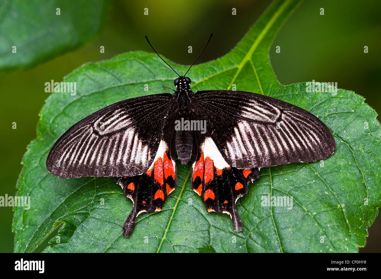 An adult Common Mormon butterfly Stock Photo - Alamy