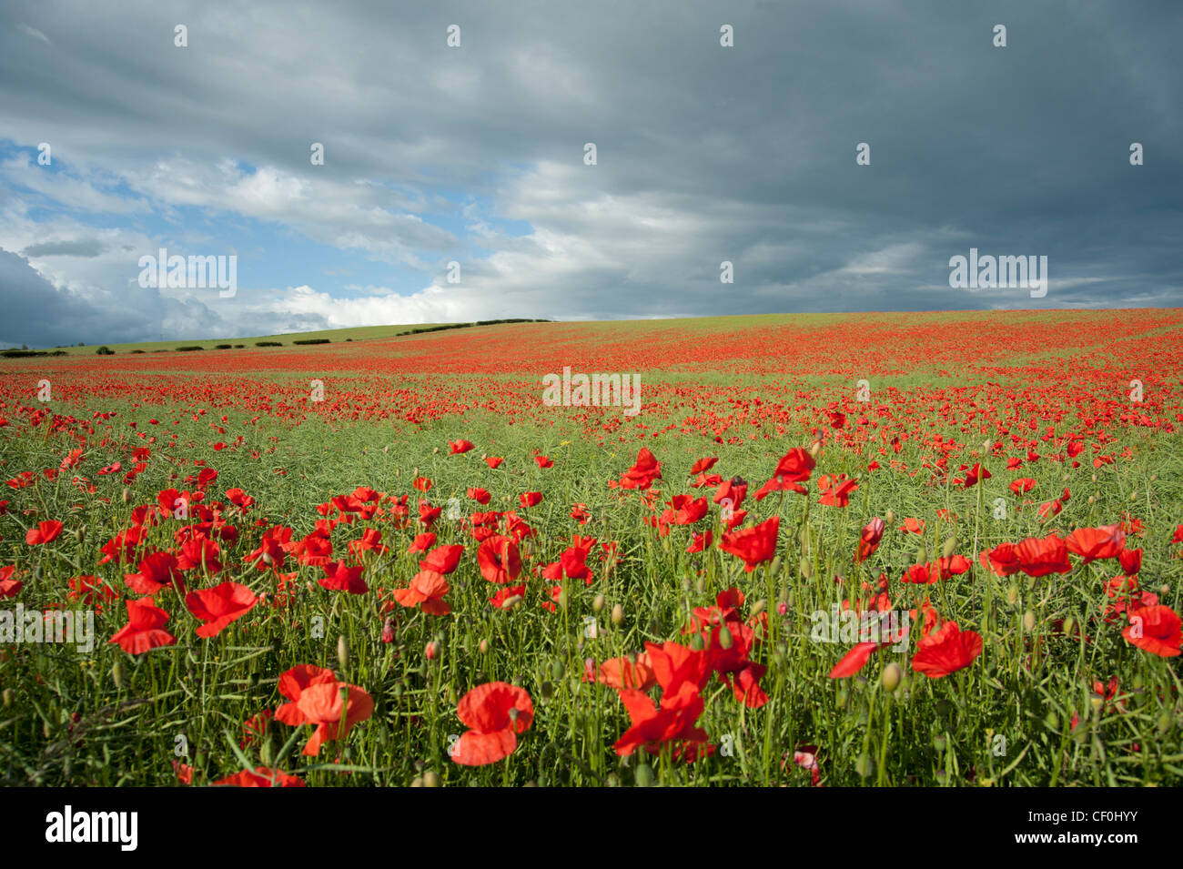 Poppy fields hi-res stock photography and images - Alamy