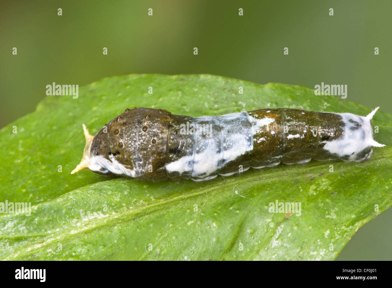 Common mormon larva hi-res stock photography and images - Alamy