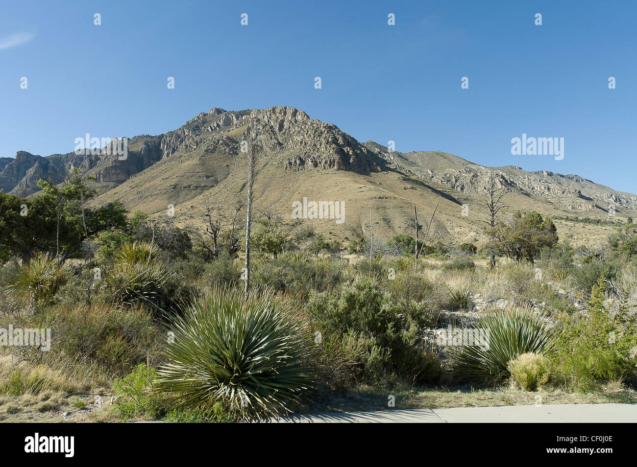 massive formation of limestone of Guadalupe Mountains with prickly pear ...