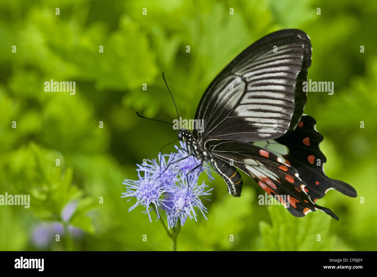 An adult Common Mormon butterfly Stock Photo - Alamy