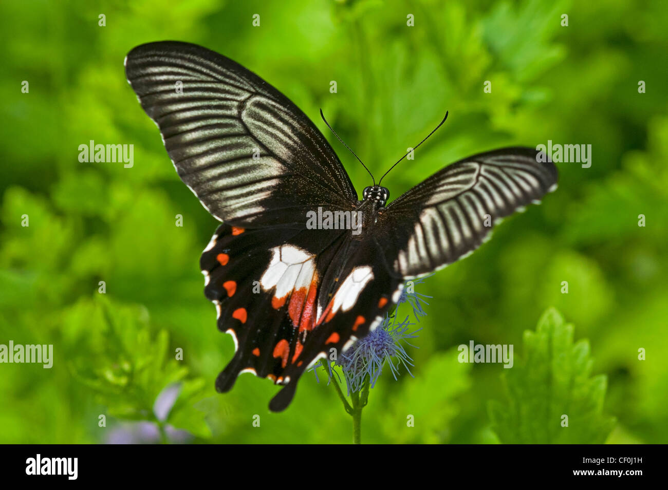 Common mormon butterfly hi-res stock photography and images - Alamy
