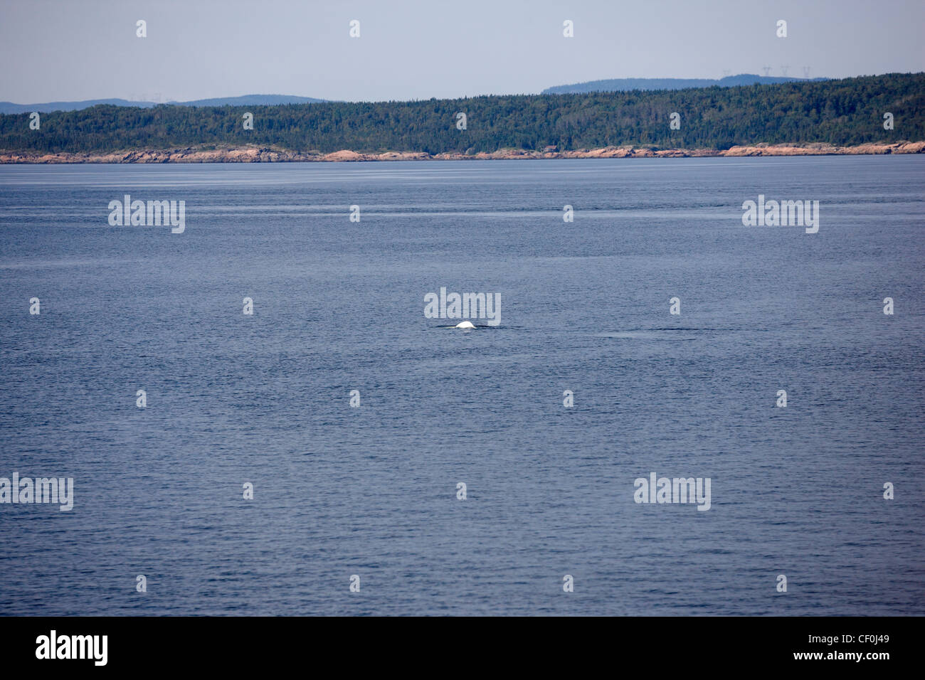 Beluga Whale (Delphinapterus leucas), Saint Lawrence River, Quebec ...
