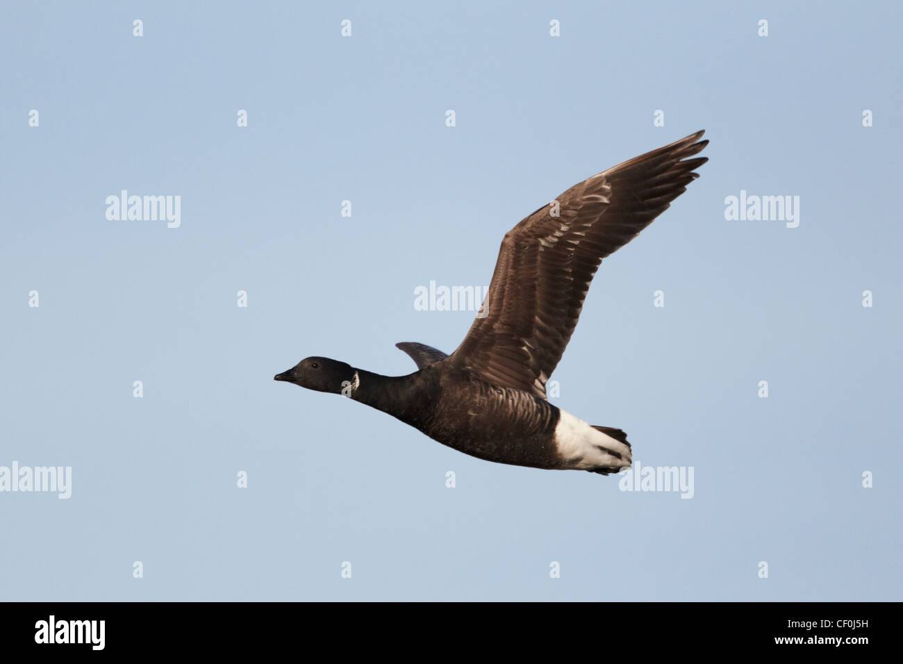 Brant Goose Flight High Resolution Stock Photography and Images - Alamy