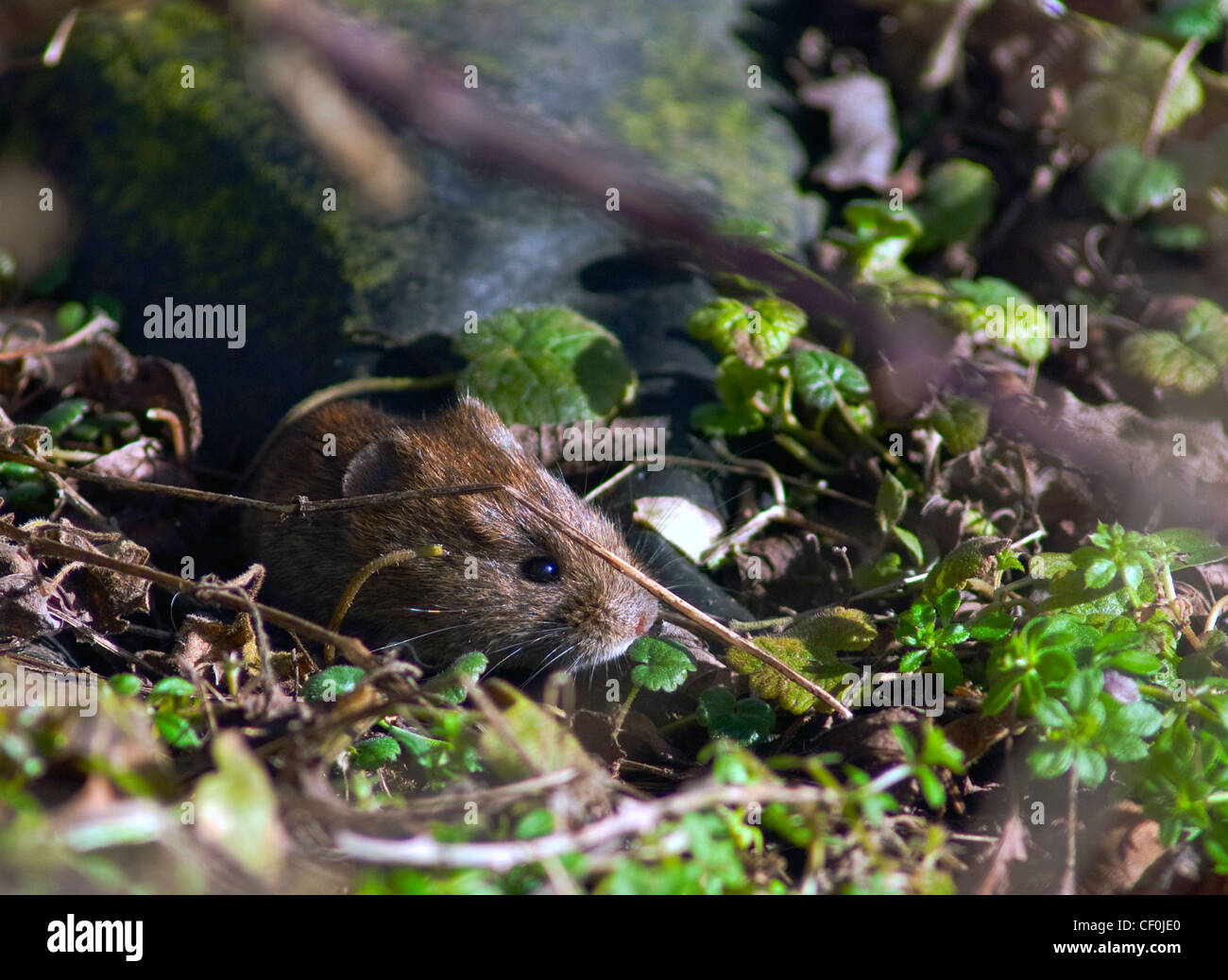 British mammal hi-res stock photography and images - Alamy