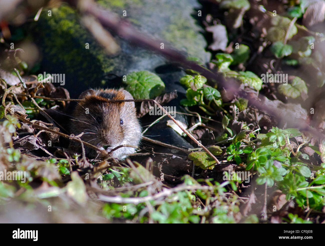 British mammal hi-res stock photography and images - Alamy