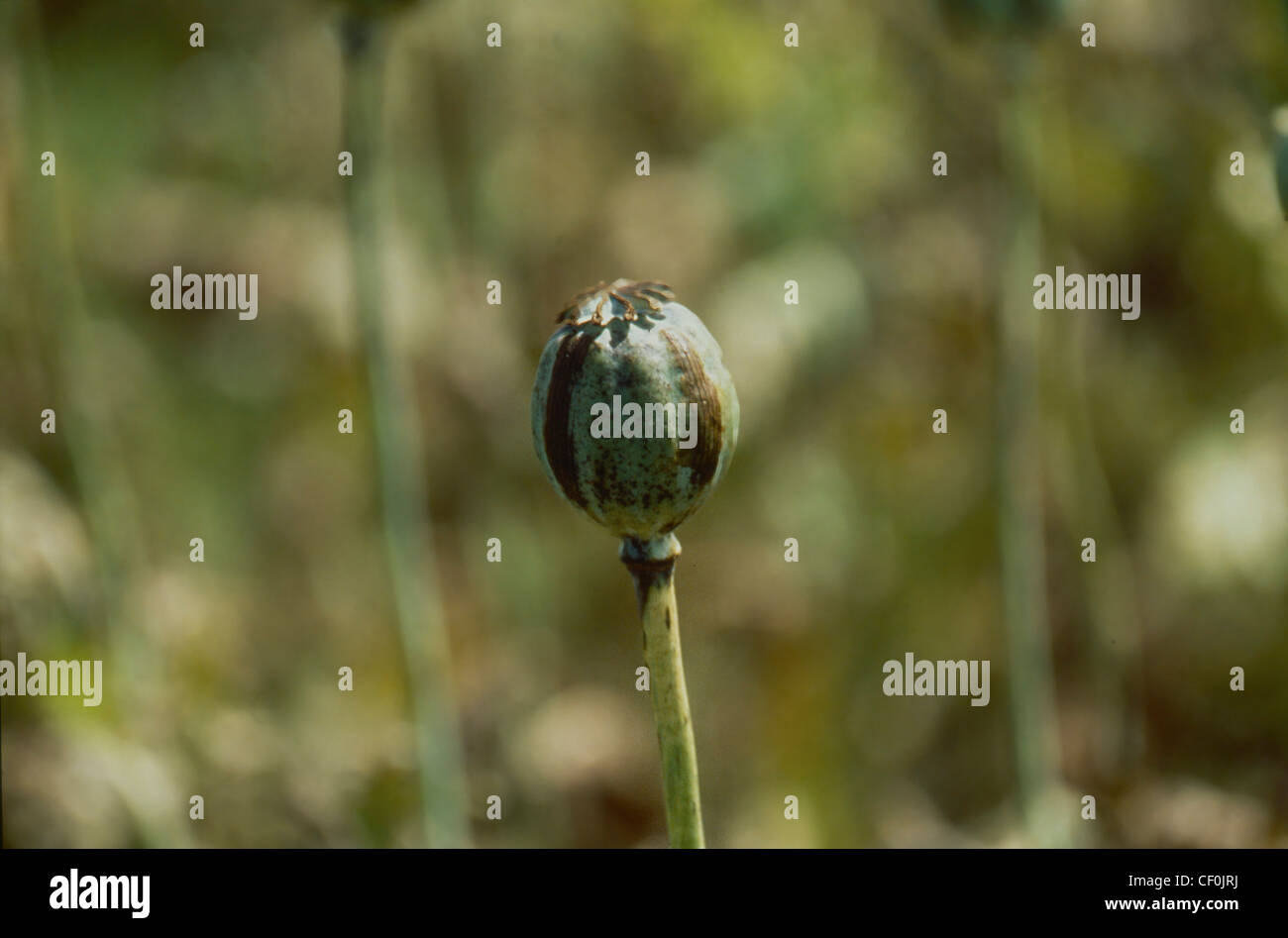 opium poppy cultivation in Afghanistan Stock Photo - Alamy
