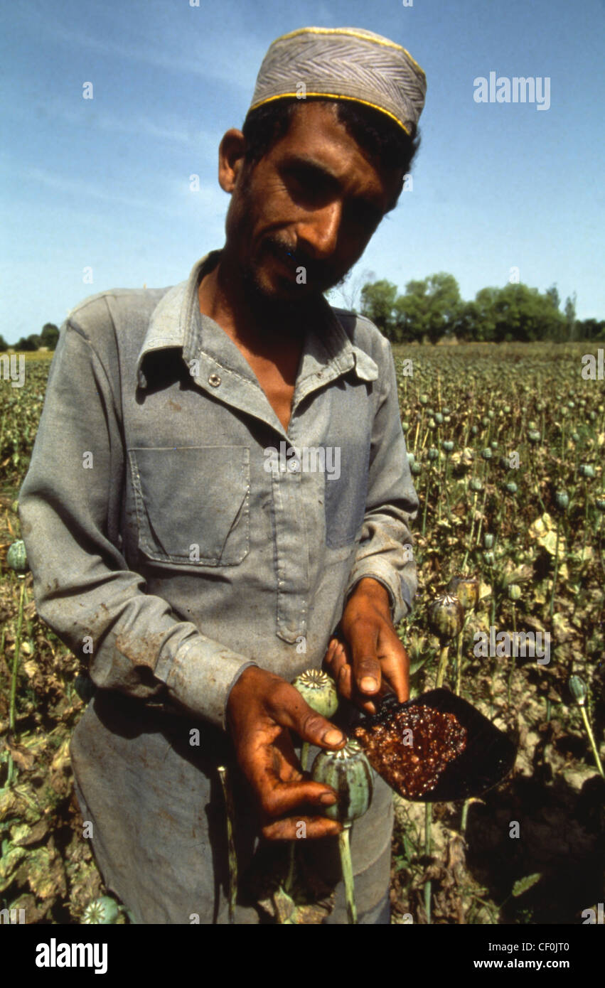 Opium poppy harvest in Afghanistan Stock Photo - Alamy