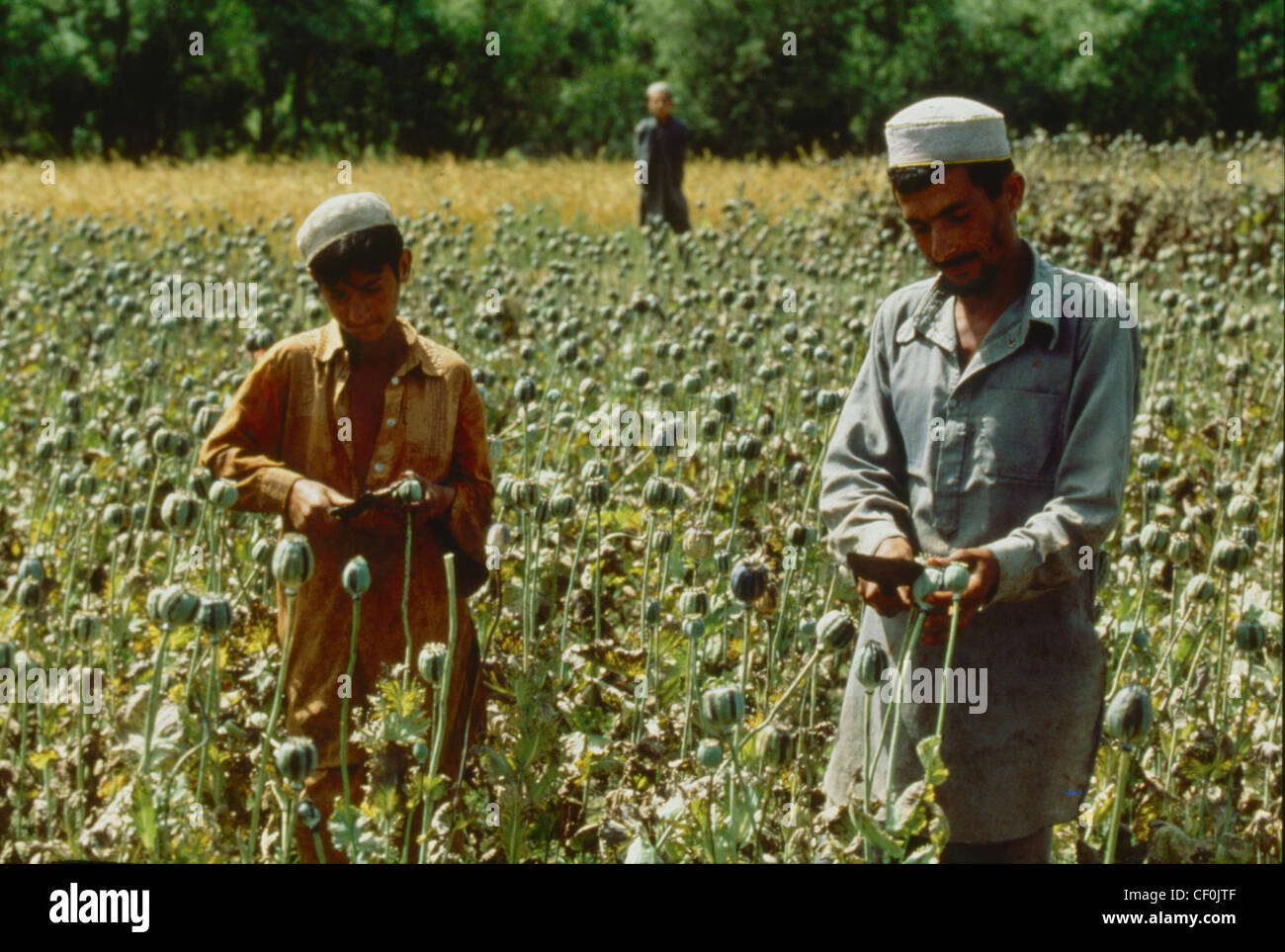 opium poppy cultivation in Afghanistan Stock Photo - Alamy