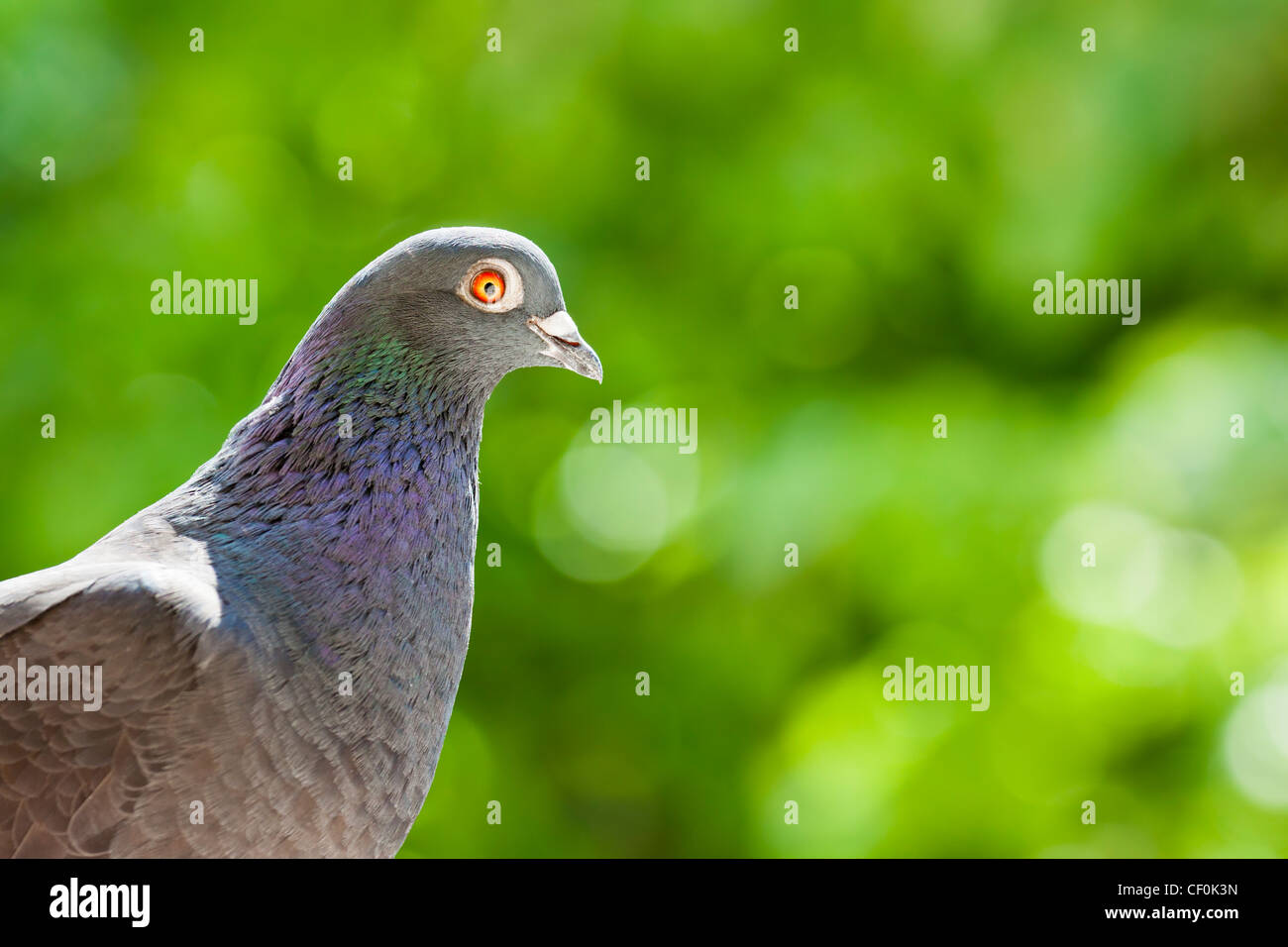 Racing pigeon hi-res stock photography and images - Alamy