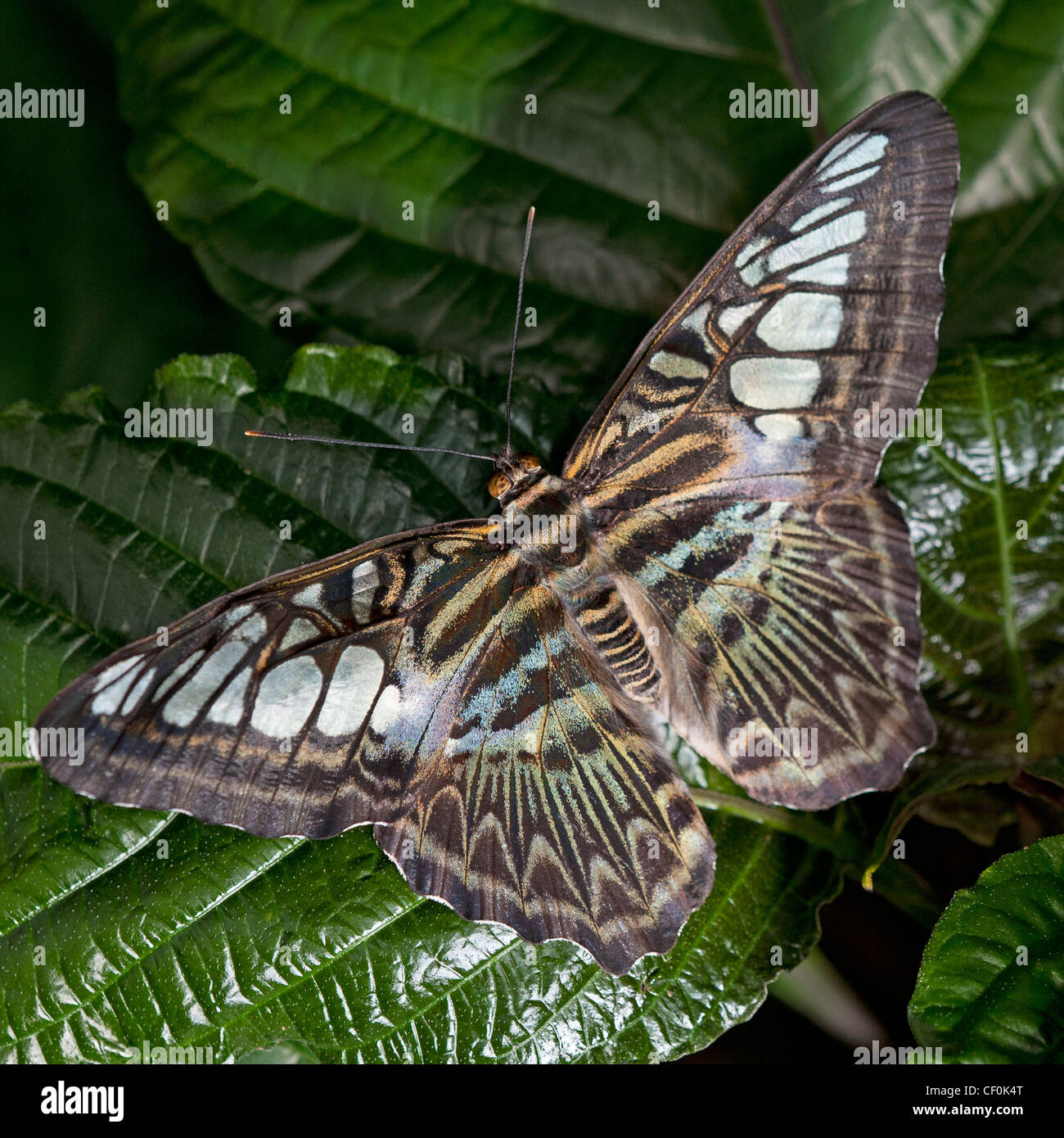 Adult butterfly hi-res stock photography and images - Alamy