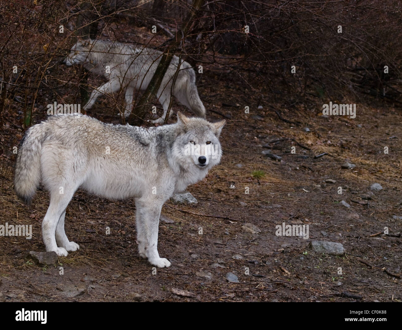 A wolf in the wild protects its territory Stock Photo - Alamy