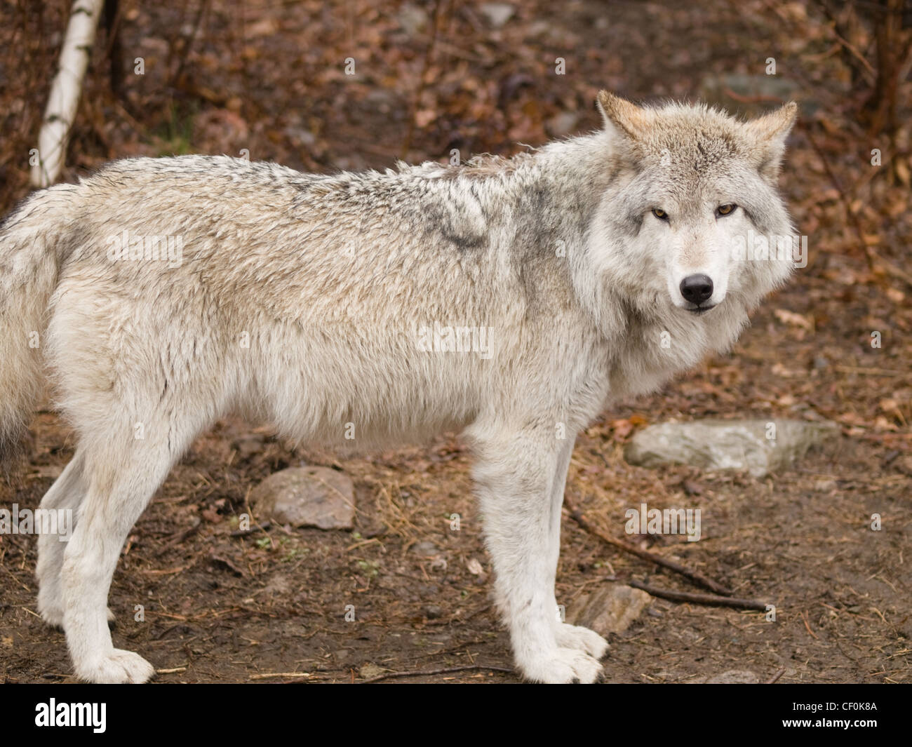 A wolf in the wild protects its territory Stock Photo - Alamy
