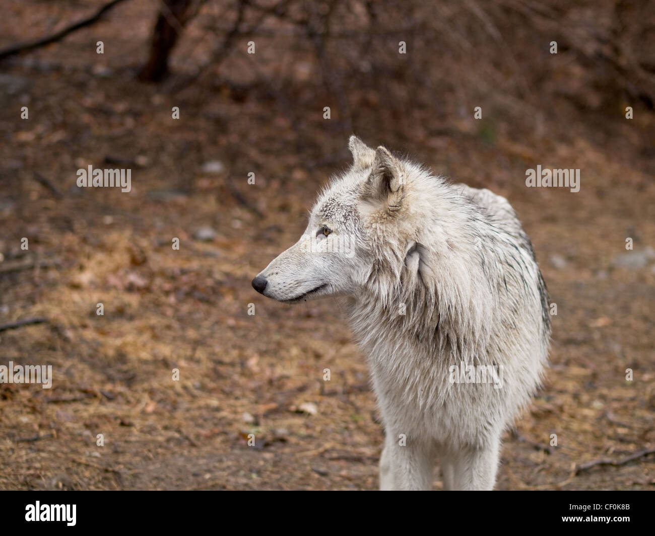 A wolf in the wild protects its territory Stock Photo - Alamy