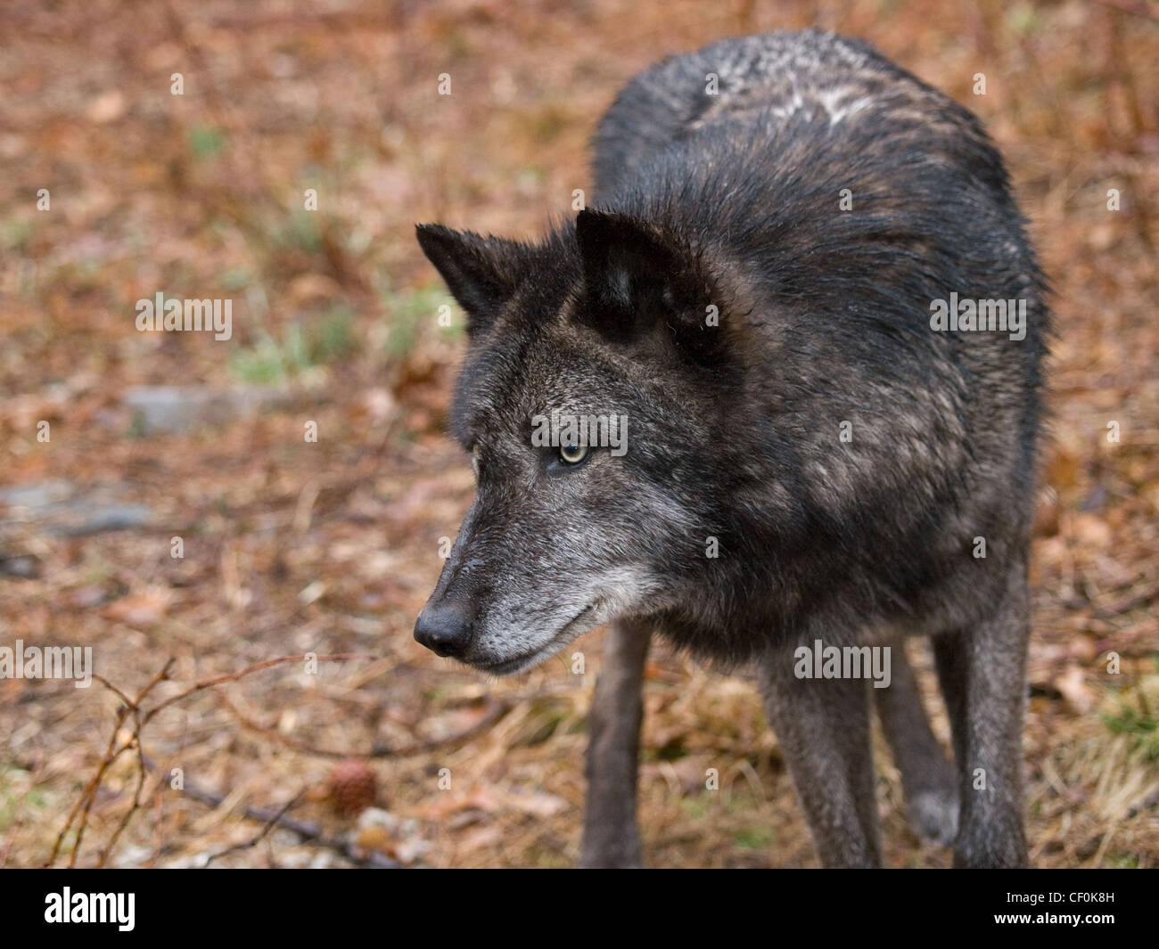 A wolf in the wild protects its territory Stock Photo - Alamy