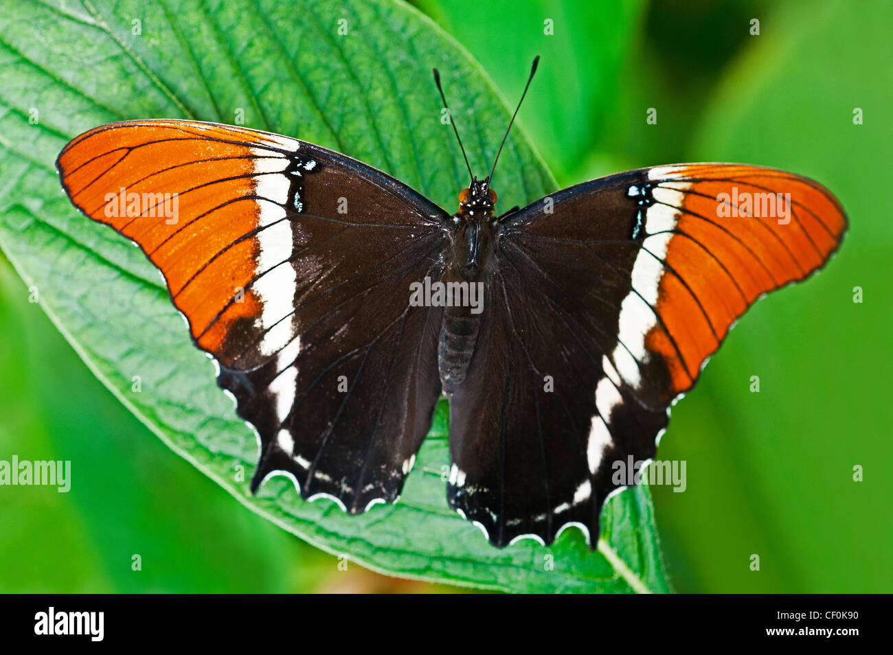 Adult butterfly hi-res stock photography and images - Alamy
