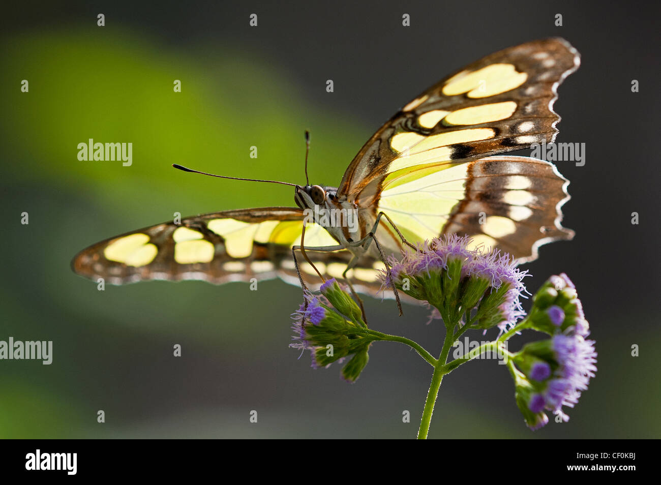 Back butterfly hi-res stock photography and images - Alamy
