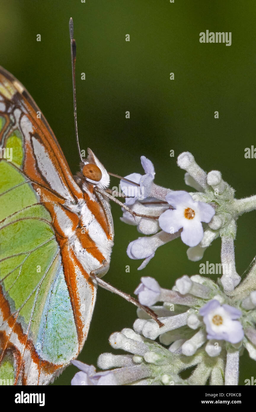 A Malachite butterfly detail Stock Photo - Alamy