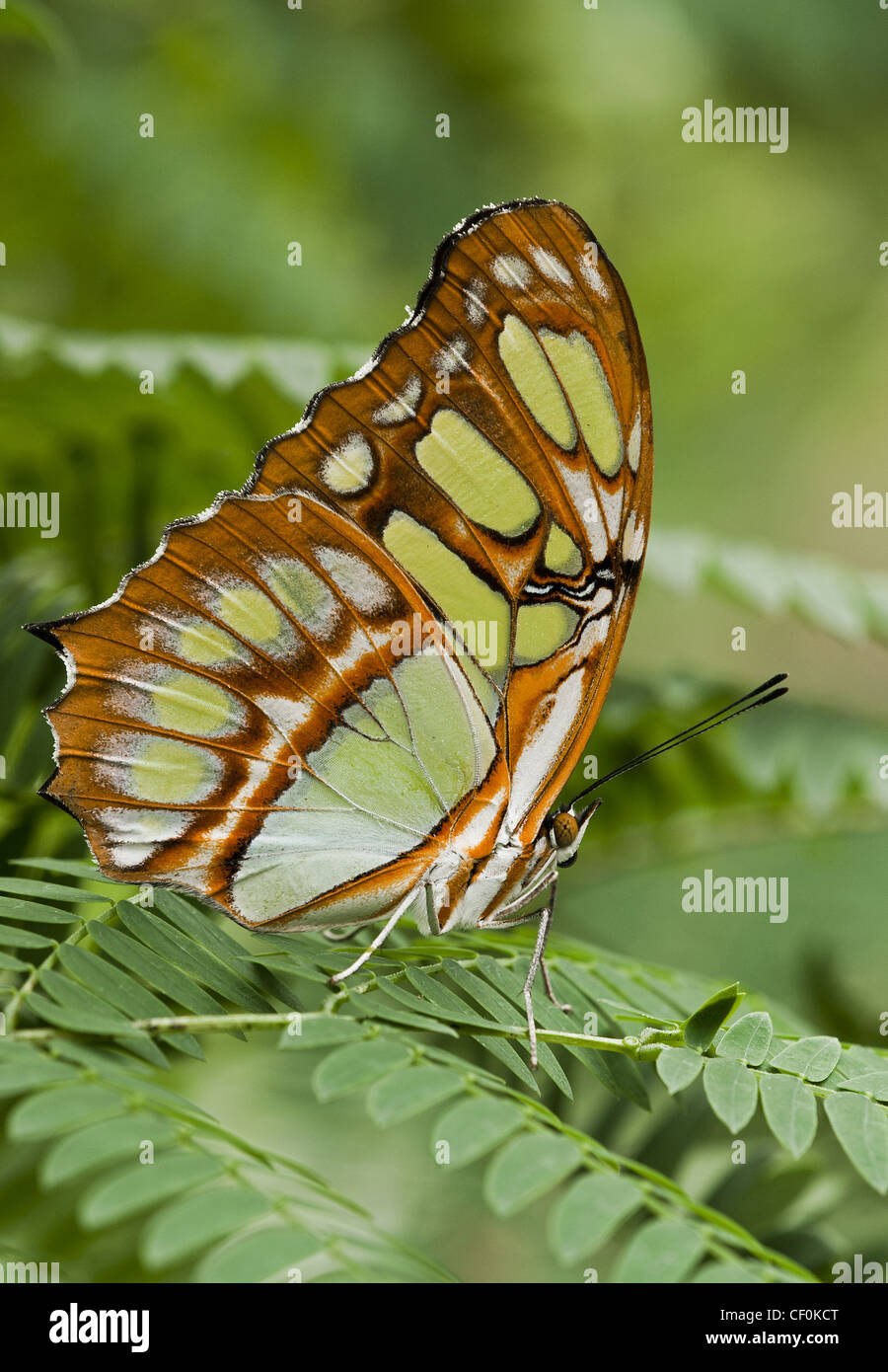 An adult Malachite butterfly Stock Photo - Alamy