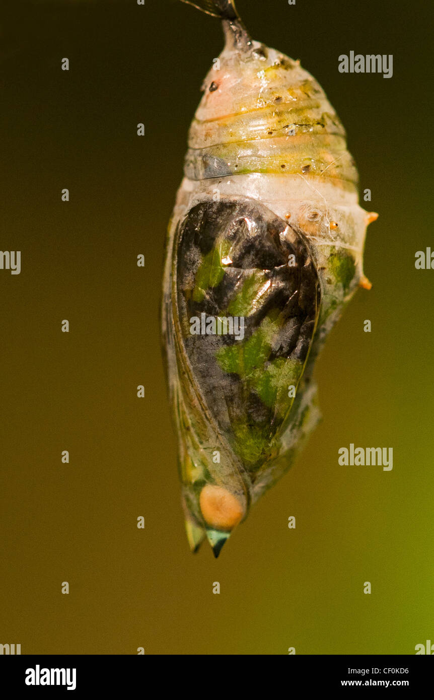A Malachite butterfly pupa Stock Photo - Alamy