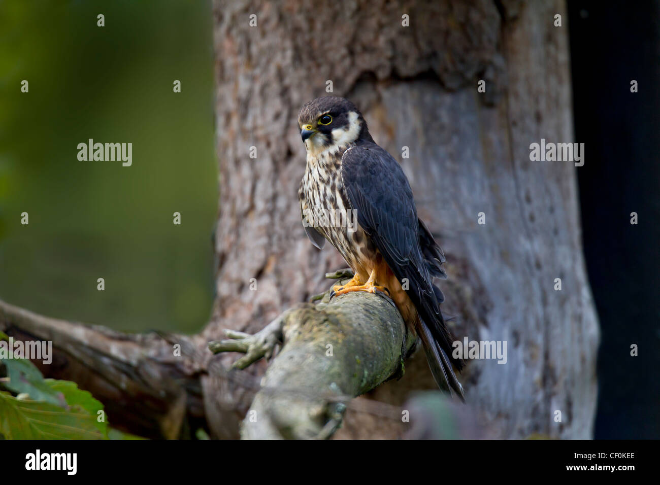 Eurasian Hobby Falco subbuteo Baumfalke Falke Stock Photo - Alamy