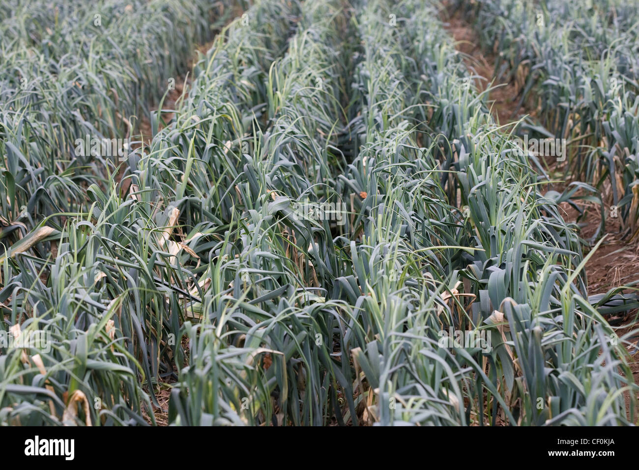 A field of Leeks Stock Photo - Alamy