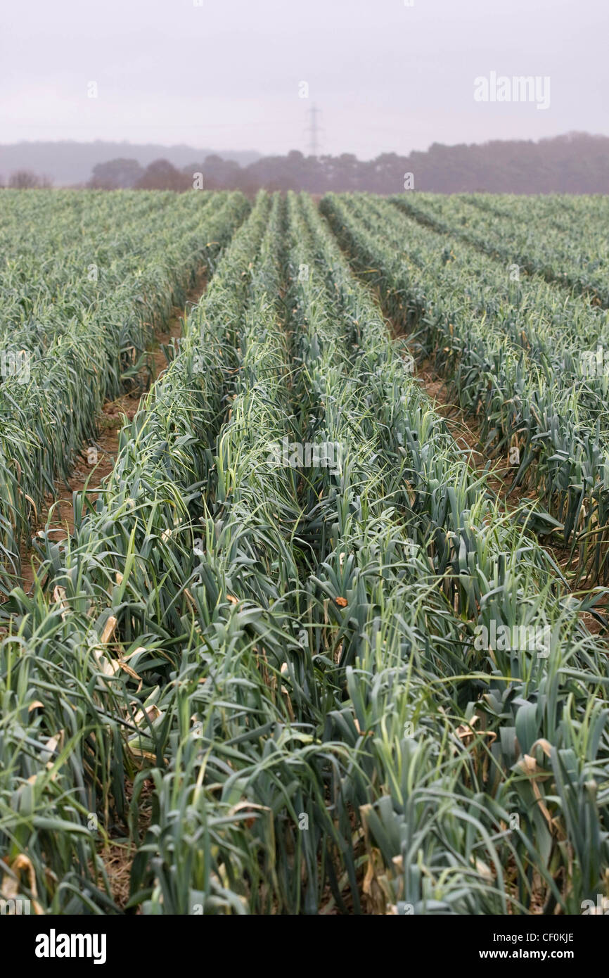 A field of Leeks Stock Photo - Alamy
