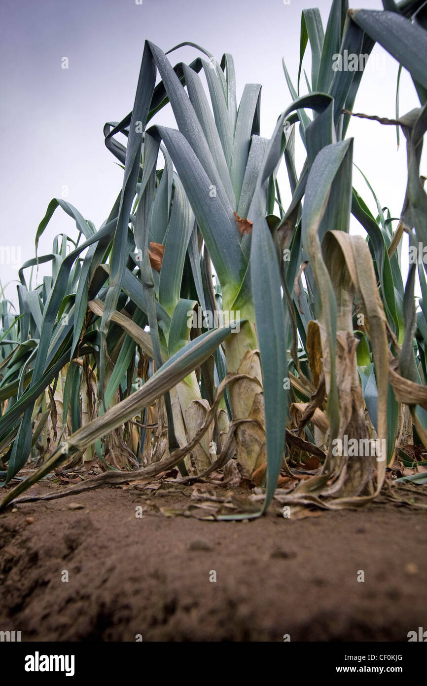A field of Leeks Stock Photo - Alamy