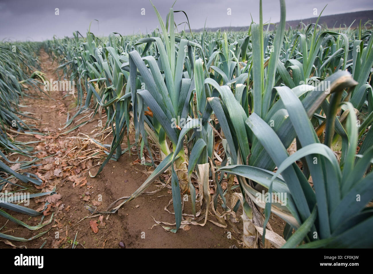 A field of Leeks Stock Photo - Alamy
