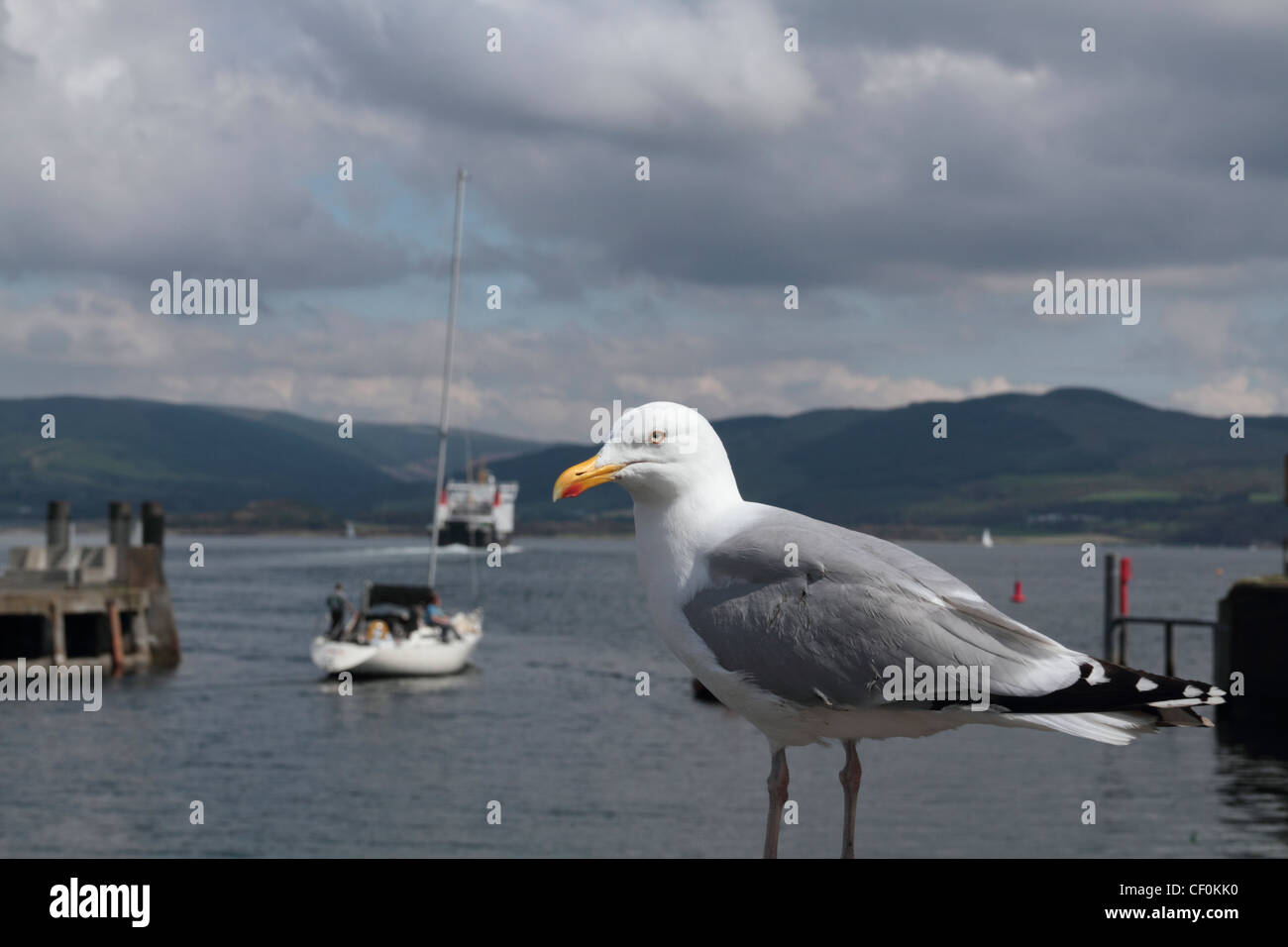 A photograph of a seagull, overlooking a cloudy Rothesay Bay, on the ...