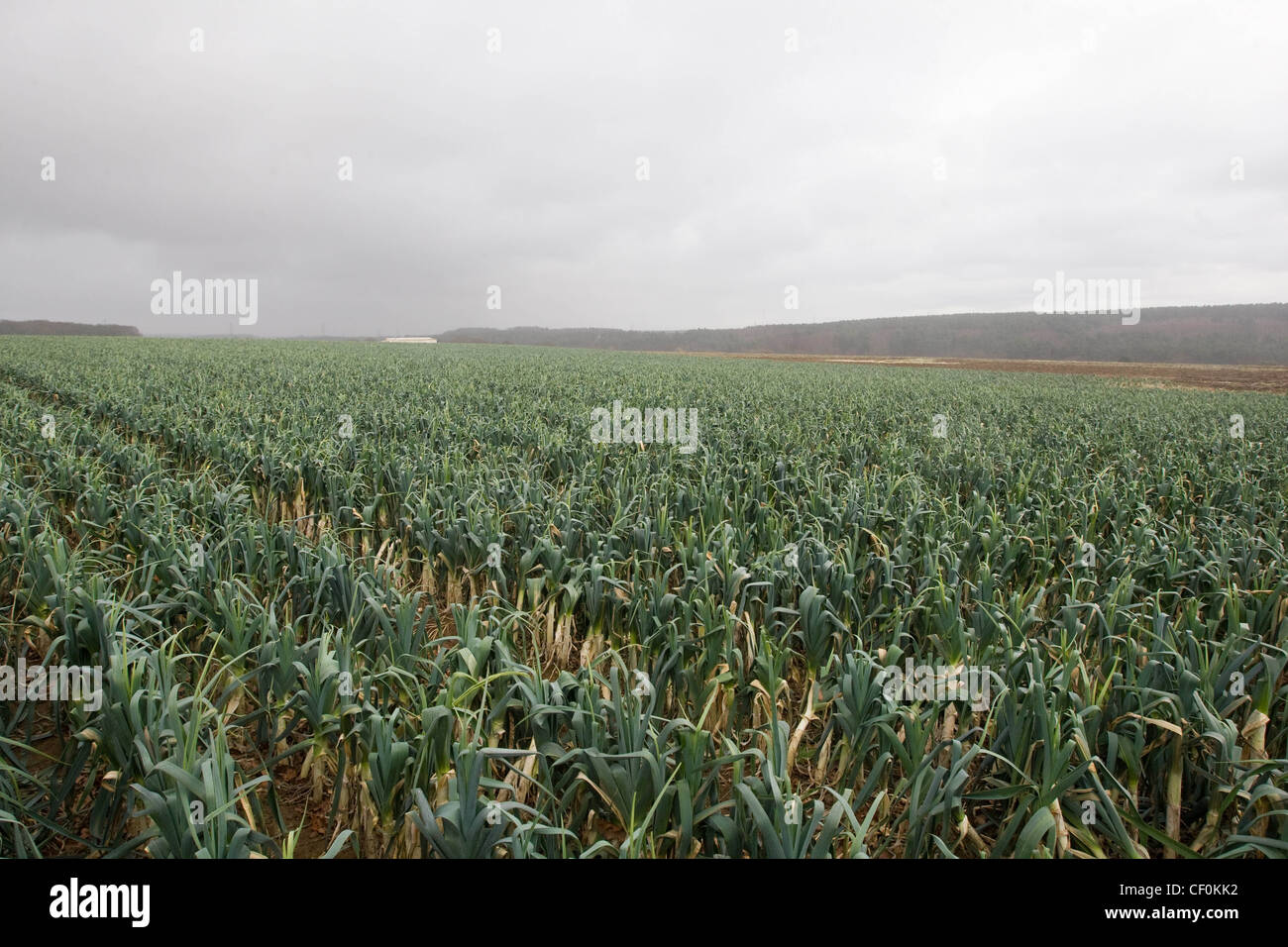 A field of Leeks Stock Photo - Alamy