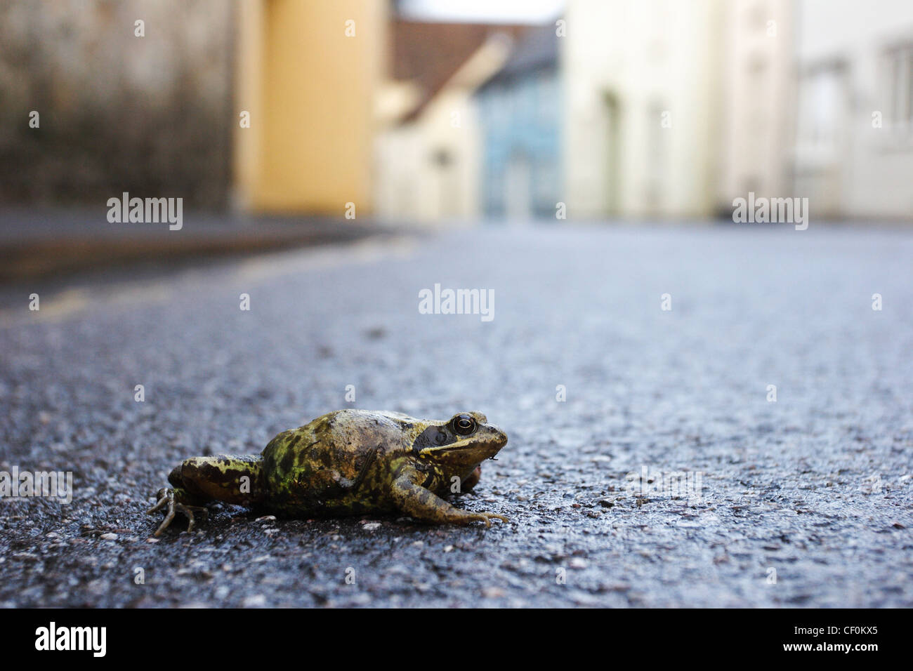 Frog jpg hi-res stock photography and images - Alamy