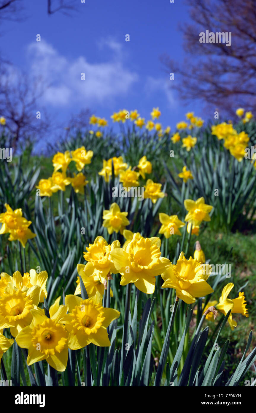 Photograph of spring time flowers Stock Photo - Alamy