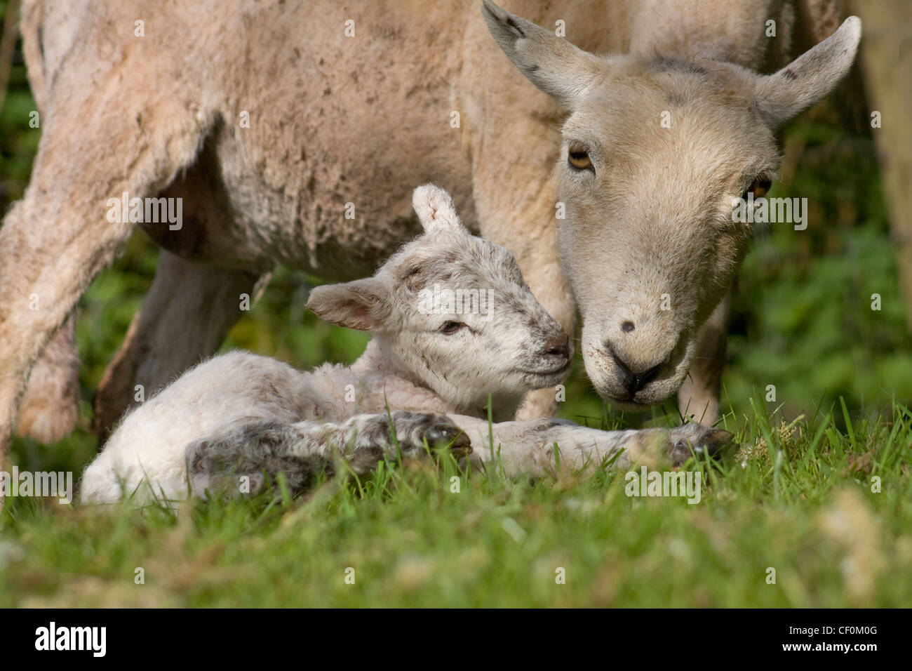 Sheep washing lamb hi-res stock photography and images - Alamy